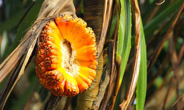 15 Of The Rarest & Weirdest Exotic Fruits On This Planet | Food Box HQ