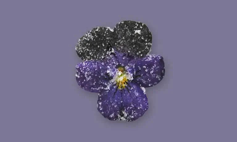 25 Of The Weirdest Candies You Can Get Your Hands On | Food Box HQ