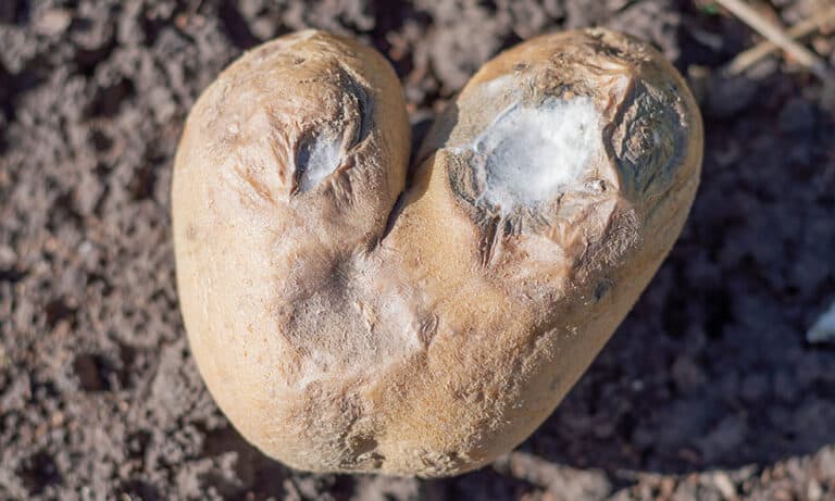 How To Tell If Potatoes Have Gone Bad (Plus Ways to Extend Their ...